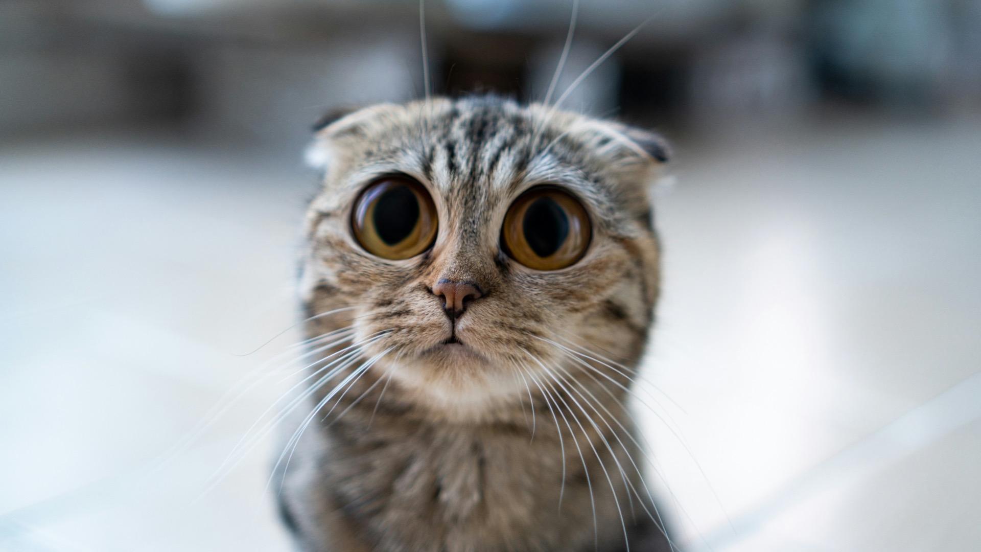 Fancy Tools — DesignStudio — MotionVFX